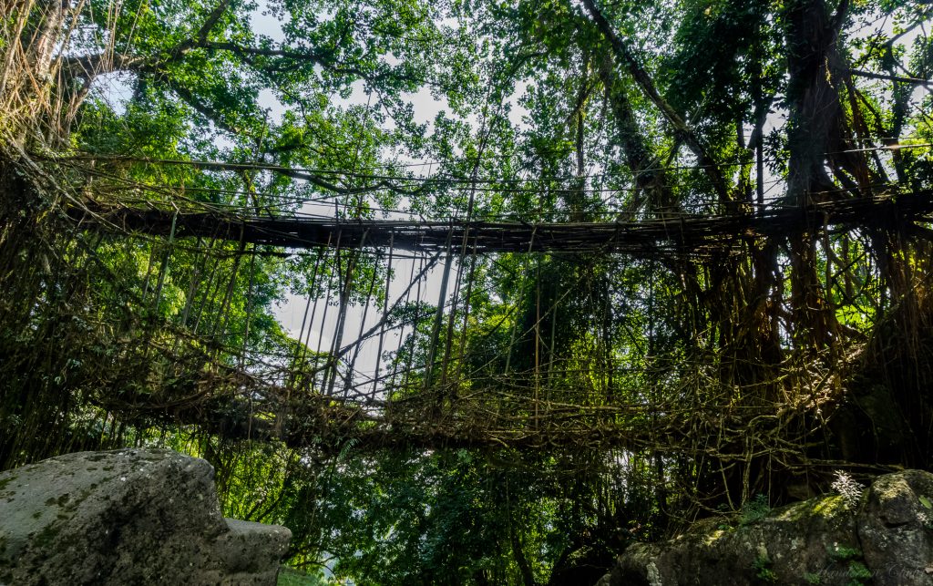 Explore Meghalaya's Living Root Bridges | Unique Eco Wonders
